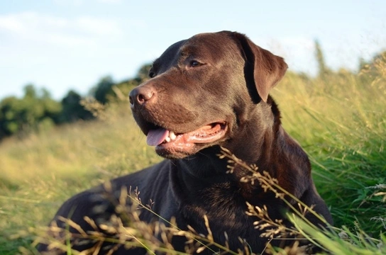 Labrador Retrievers and Arthritis | Pets4Homes