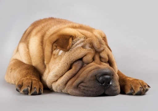 Cleaning the facial wrinkles of dogs | Pets4Homes