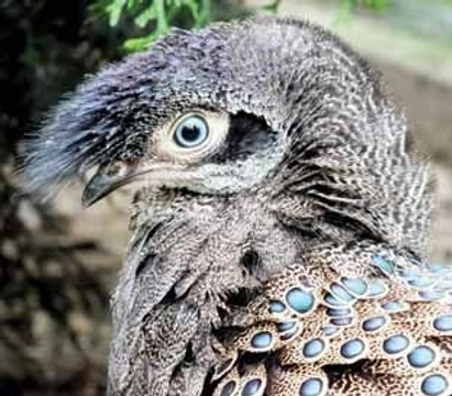 Perly v říši hrabavých – Bažant malajský Polyplectron malacenze (Scopoli, 1786) | iFauna