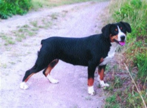 Entlebušský salašnický pes | iFauna