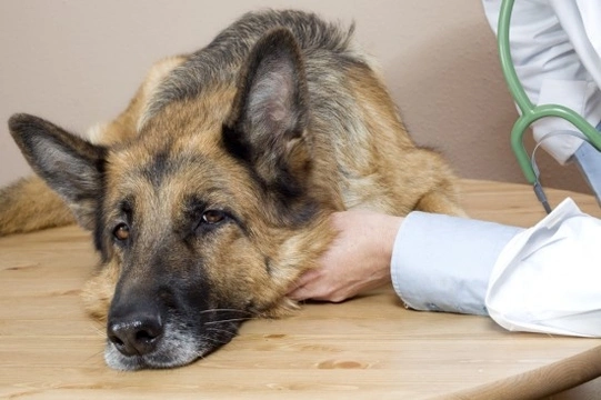 Lipomas and liposarcomas in dogs | Pets4Homes