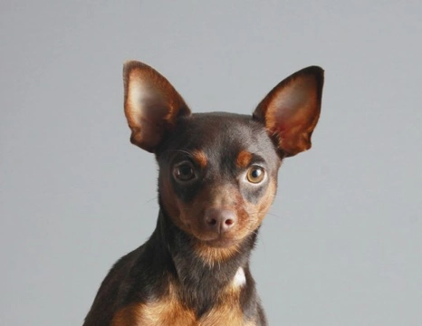 10 Very Talkative Dog Breeds | Pets4Homes