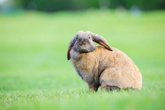 Ileus in rabbits – what is it? | Pets4Homes