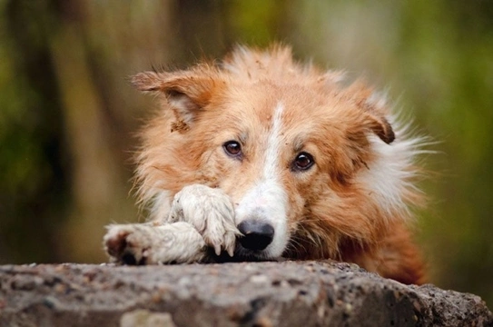 What to do if you suspect that an animal is being mistreated | Pets4Homes