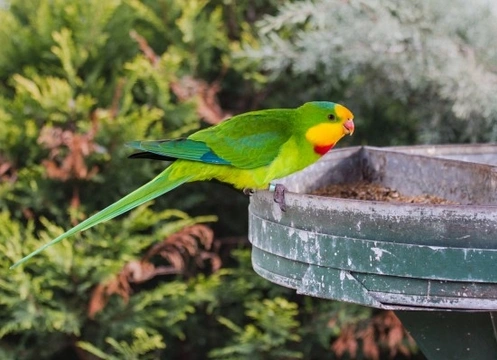 Barraband Parrot (Superb Parrot) | Pets4Homes