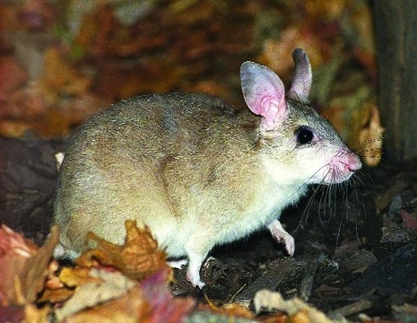 Křeček velký | iFauna