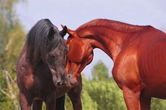 How do Horses Communicate? | Pets4Homes