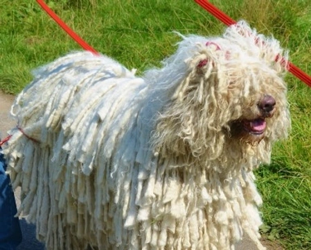 Il cane rasta o cane mocio Vileda o cane Dread ovvero il Komondor ...