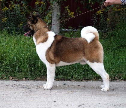 How come there are so many different variants of dog fur types and ...