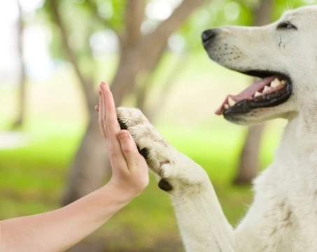 The language of paws - How dogs use their paws to communicate | Pets4Homes