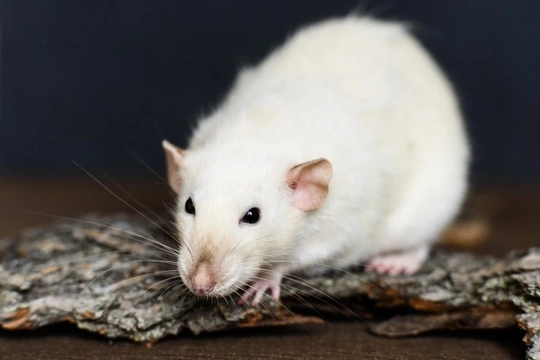 How rats communicate, and how to interpret it | Pets4Homes