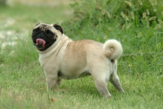 Strabismus in dogs | Pets4Homes