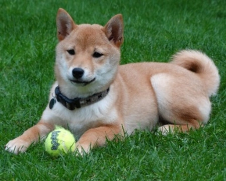 Shiba Inu: il cane giapponese. Prezzo, carattere e dove trovarlo ...