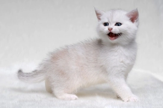 How to Ensure a Kitten Grows up to be a Confident Feline | Pets4Homes