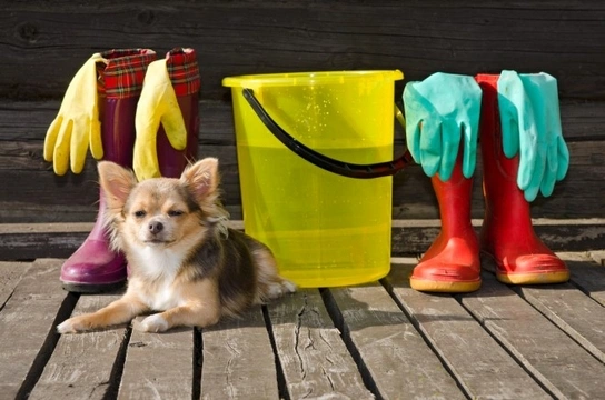 Spring Cleaning Tips for Dog Owners | Pets4Homes