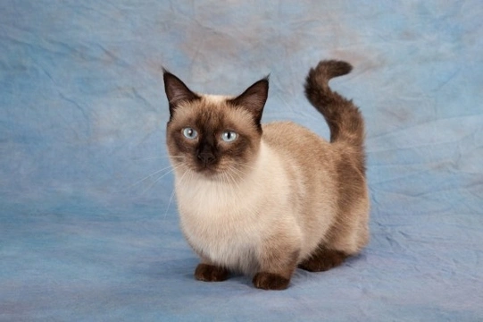 Inbreeding and line breeding in cats - Why is it done? | Pets4Homes