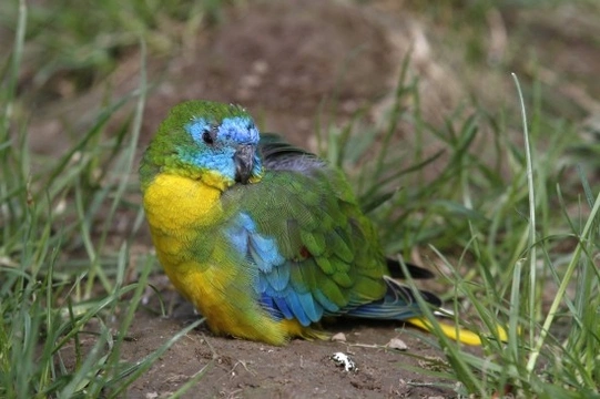 Turquoise Parrot | Pets4Homes