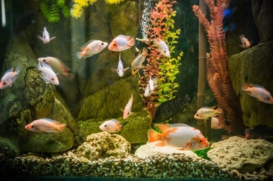 Information about fish for potential fish owners | Pets4Homes
