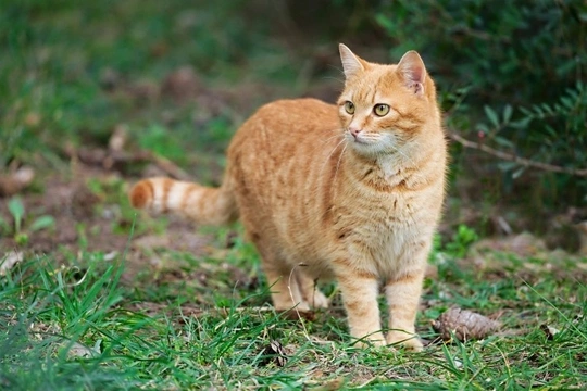 Is it possible to track or monitor your cat’s location and movements ...