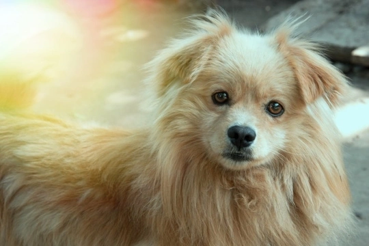 Pyelonephritis in dogs - A bacterial infection of the kidneys | Pets4Homes