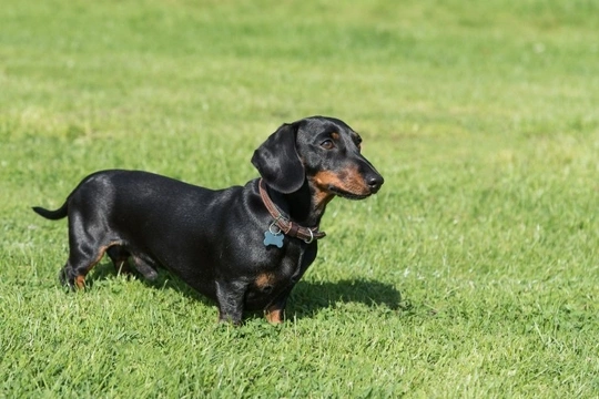 Five dog breeds that exhibit a type of canine dwarfism | Pets4Homes
