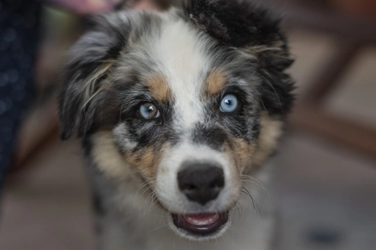 What is herd immunity, and how does it apply to dogs? | Pets4Homes