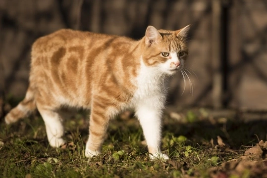 Degenerative Joint Disease in Cats | Pets4Homes