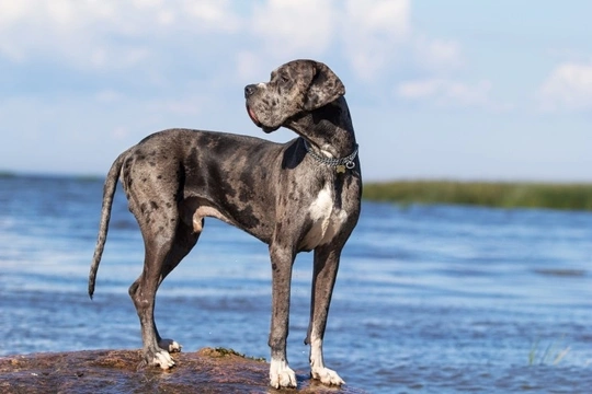 GDV or bloat and the Great Dane | Pets4Homes