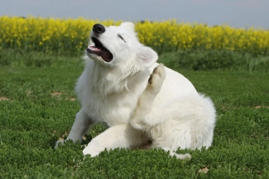 Dog scratching - Why your dog might be itching himself to distraction ...
