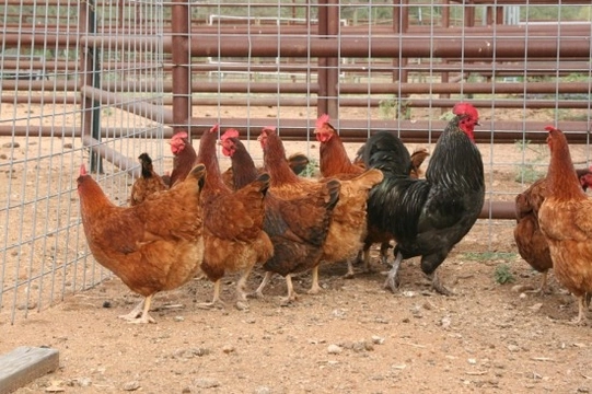 Keeping Poultry - A Beginners Guide | Pets4Homes
