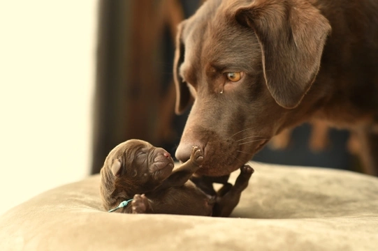 8 signs of labour in dogs (and how to support your dam) | Pets4Homes