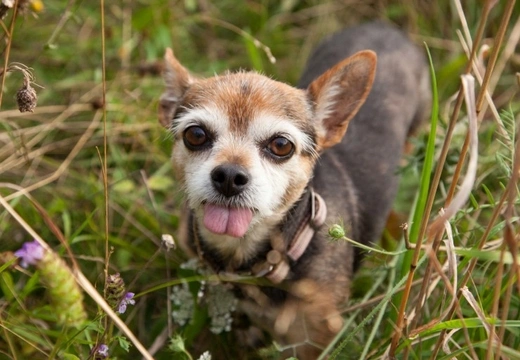 What you need to know about hanging tongue syndrome in dogs | Pets4Homes