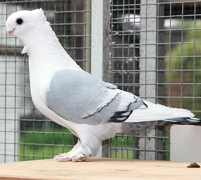 Klidný perfekcionista Rainer Dammers | iFauna