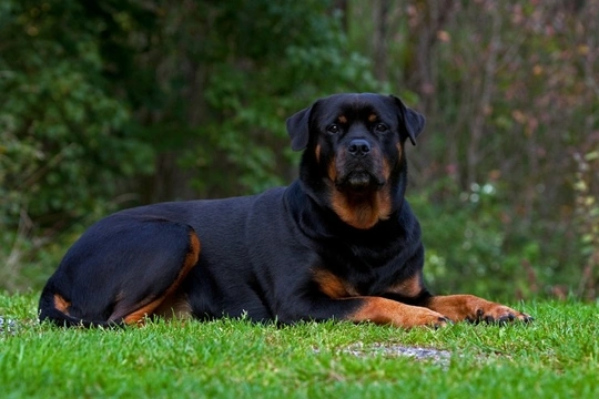 Microphthalmia in Dogs | Pets4Homes