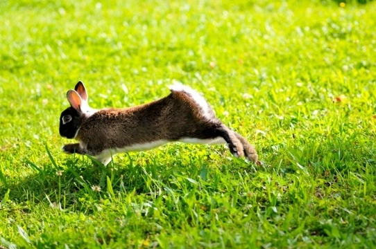 Vertebral Fractures and Paralysis in Rabbits | Pets4Homes