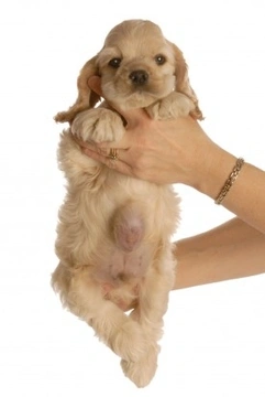 5 Types of Hernia Commonly Seen in Dogs | Pets4Homes