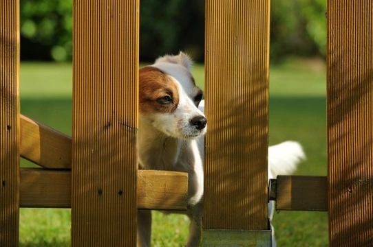 Dealing with a roaming dog | Pets4Homes