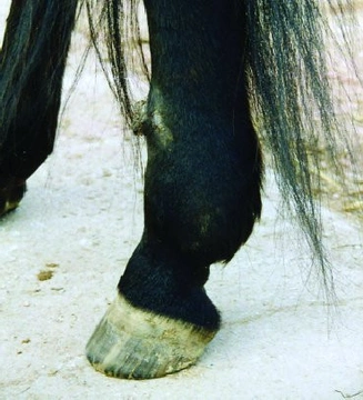 Sloní noha | iFauna