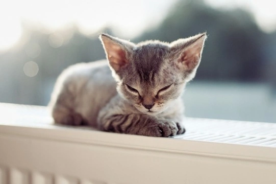 All about Rex cat breeds - Curly haired cats | Pets4Homes