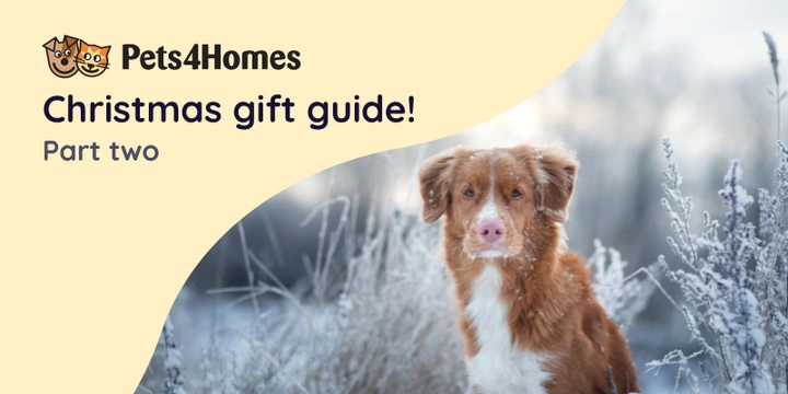 Pets4Homes Christmas gift guide 2022: part two | Pets4Homes