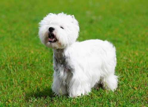 Craniomandibular Osteopathy in Dogs (CMO) | Pets4Homes