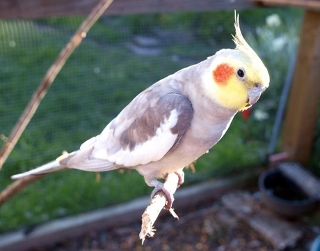 How to Care for a Bird with Arthritis | Pets4Homes