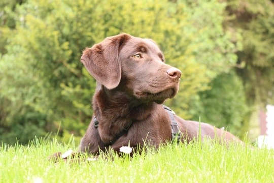Rickets in Dogs | Pets4Homes