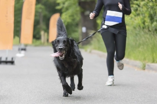 Jogging With Your Dog - The Do's and Don'ts of Taking Part in a Fun-run ...