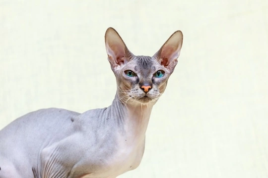 The Unusual Donskoy Cat | Pets4Homes