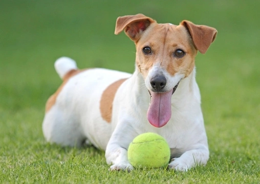 What makes the Jack Russell dog breed so popular? | Pets4Homes