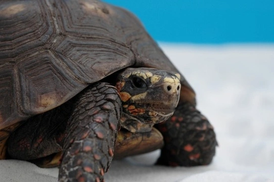 Reptile Brumation Explained | Pets4Homes