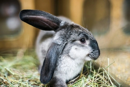 Understanding Rabbit Behaviour | Pets4Homes
