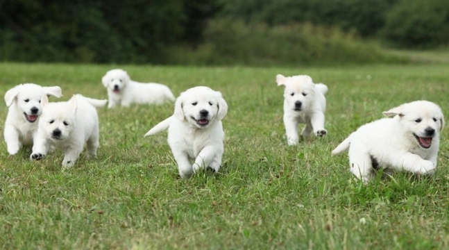 Pets4Homes launches first deposit service of its kind in the UK ...