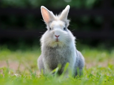 Bad Rabbit behaviour - Some common rabbit problems addressed | Pets4Homes